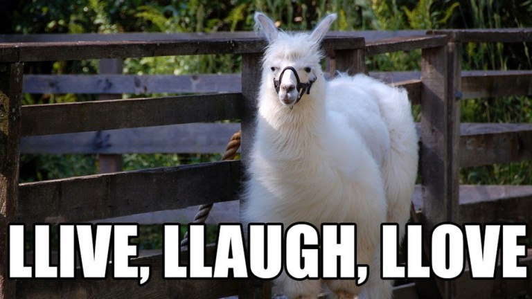 21 Funny Llama Memes If You Don't Need No Drama